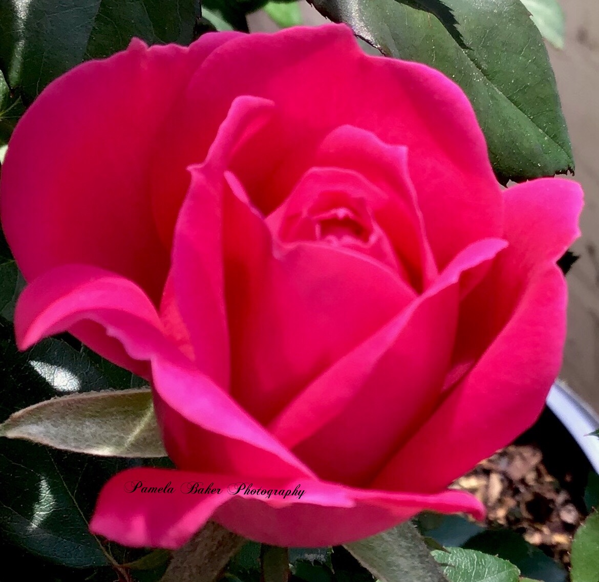 Spring Roses | BlogsbyPamelaBaker