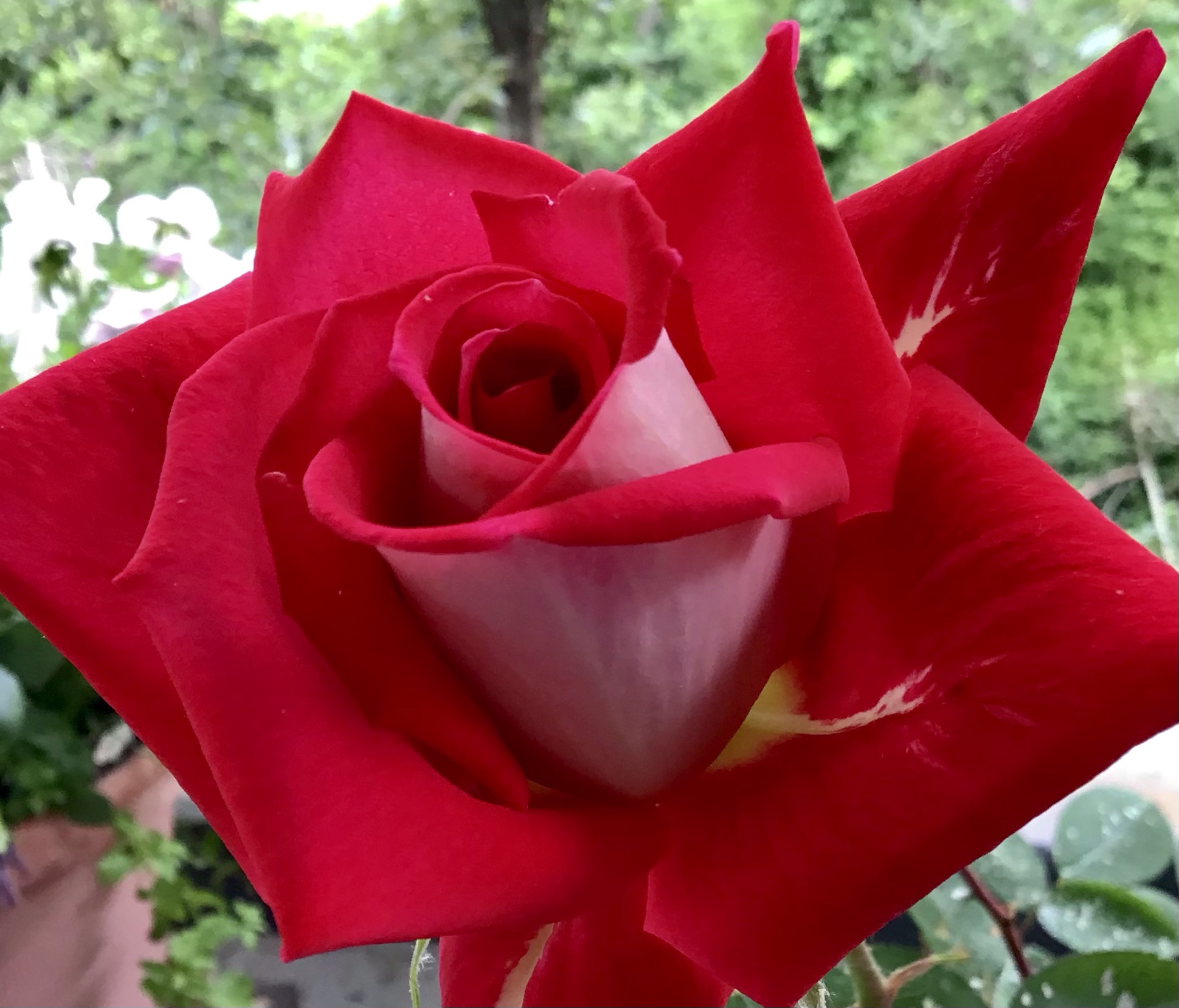 Summer Rose | BlogsbyPamelaBaker
